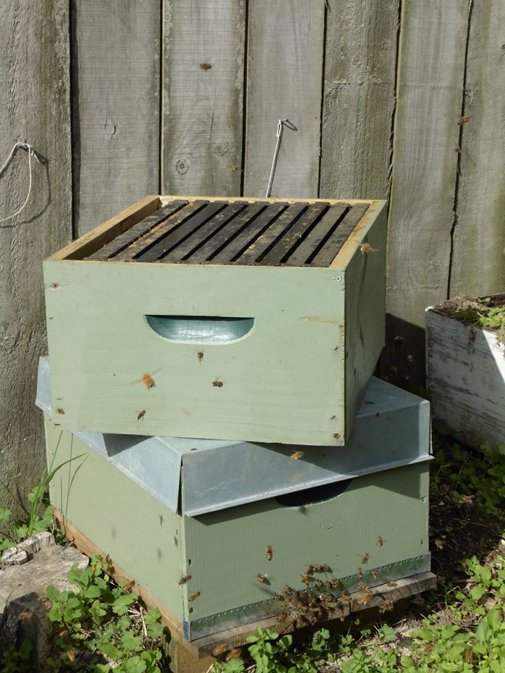 Hives & Colonies - Don Buck Honey